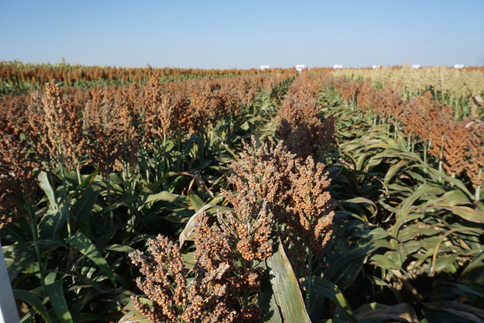 Venta de Sorgo de Grano - Internacional de Agroquímicos